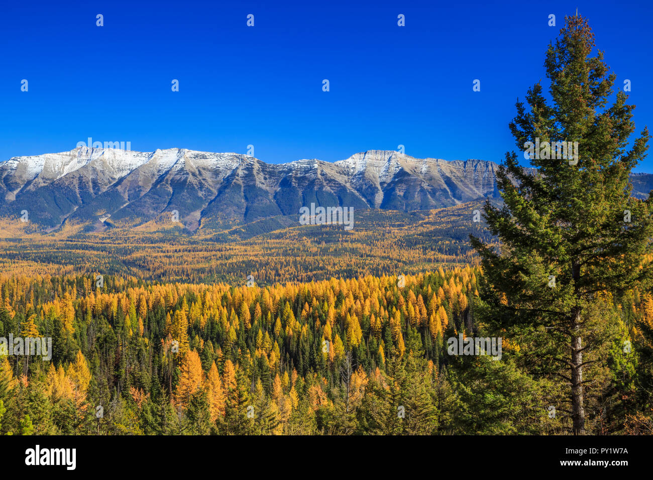 swan range above the seeley-swan valley and larch in fall color near ...