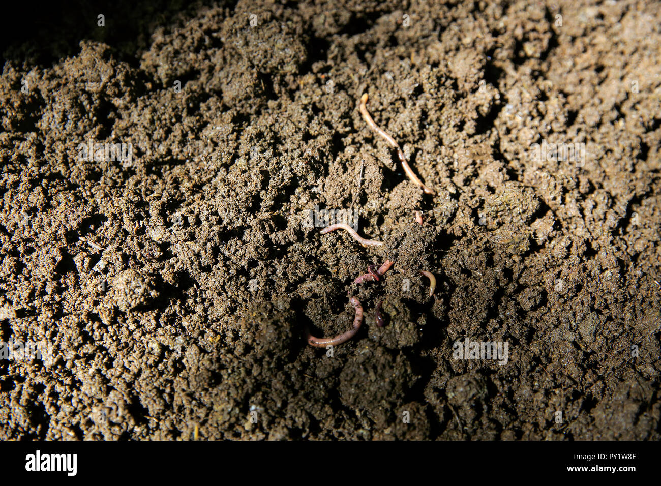 Earthworms hi-res stock photography and images - Alamy