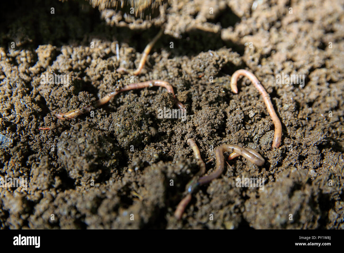Vermicompost Organic Stock Photos & Vermicompost Organic Stock Images ...