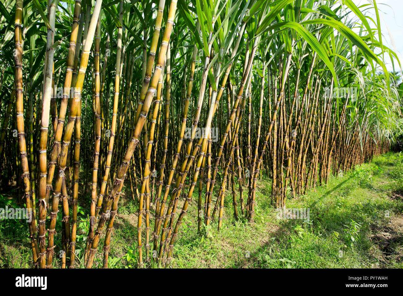Sugarcane field hi-res stock photography and images - Alamy