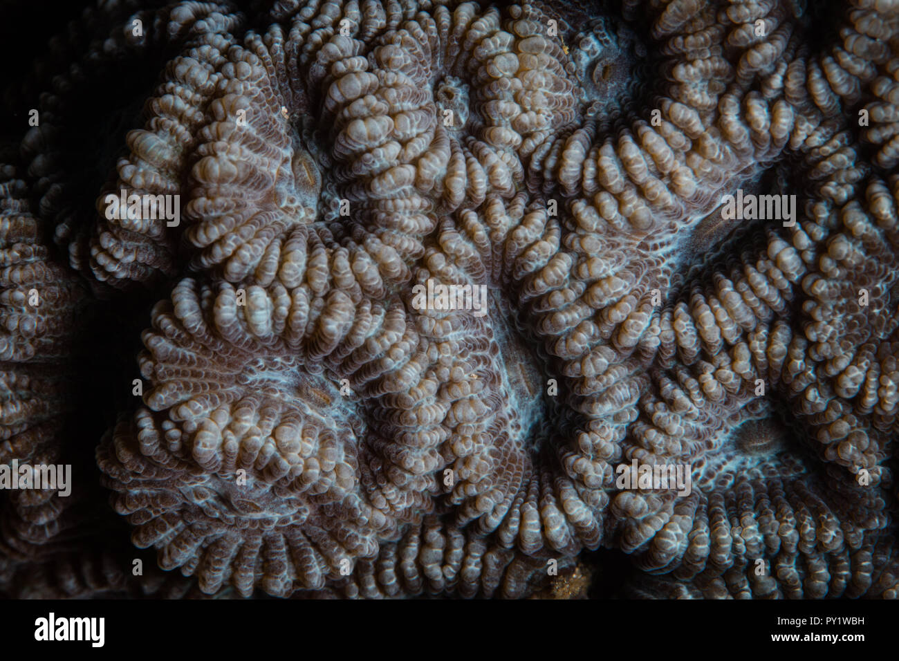 Detail of coral polyps growing on a healthy reef in Indonesia. This ...