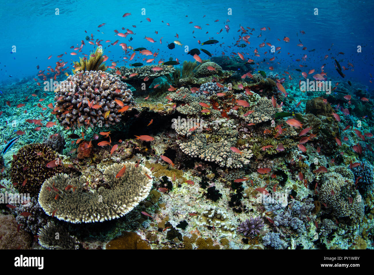 Clouds of colorful reef fish swarm above a vibrant coral reef slope in ...