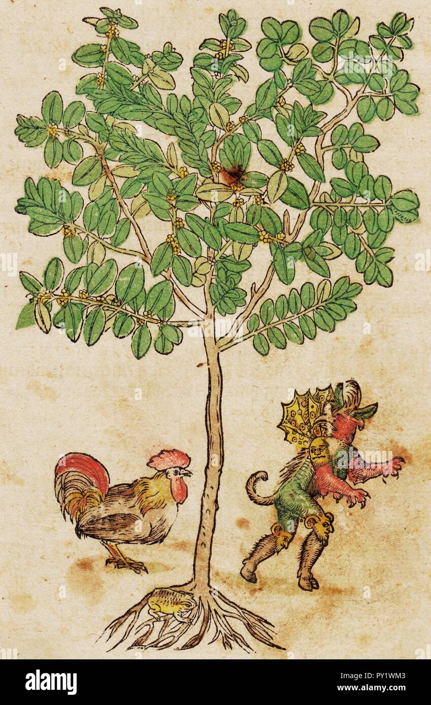 Buxbaum hi-res stock photography and images - Alamy