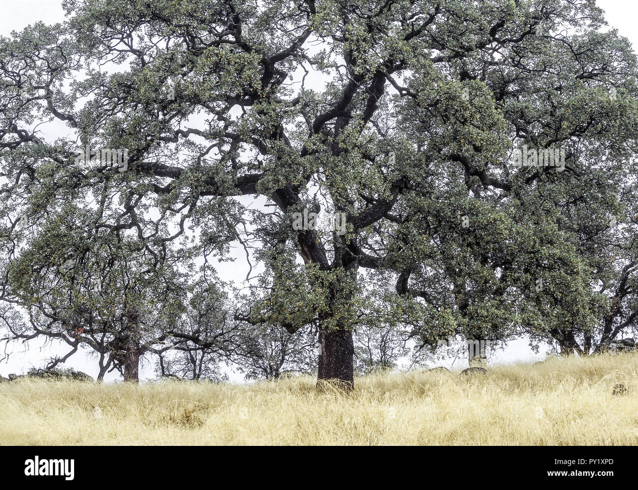 Alte eichen hi-res stock photography and images - Alamy