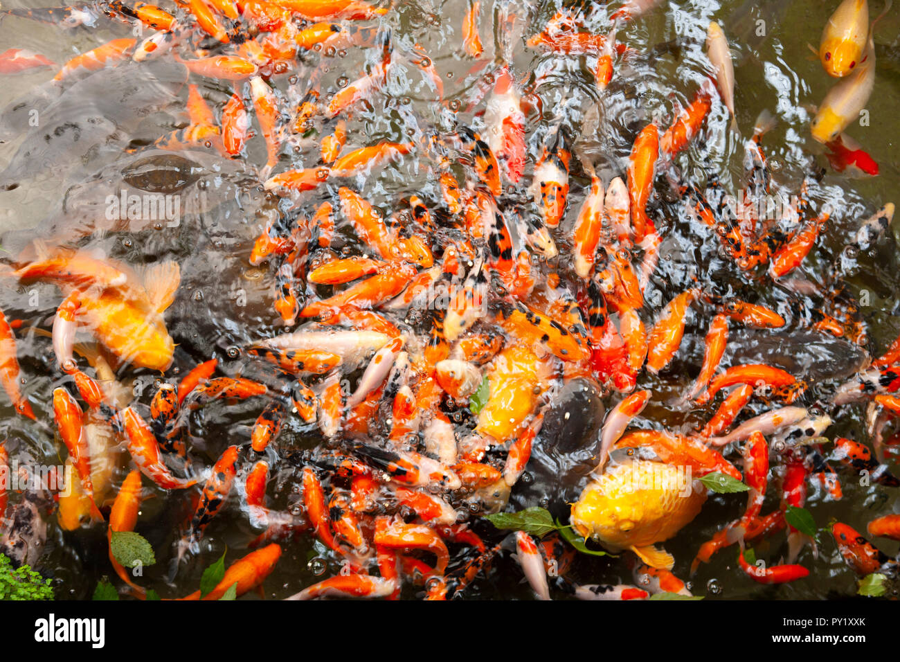 Fish shoals hi-res stock photography and images - Alamy