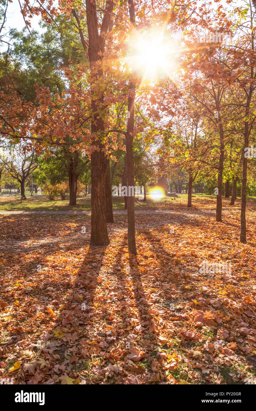 autumn city park with trees and yellow leaves in the rays of the bright ...