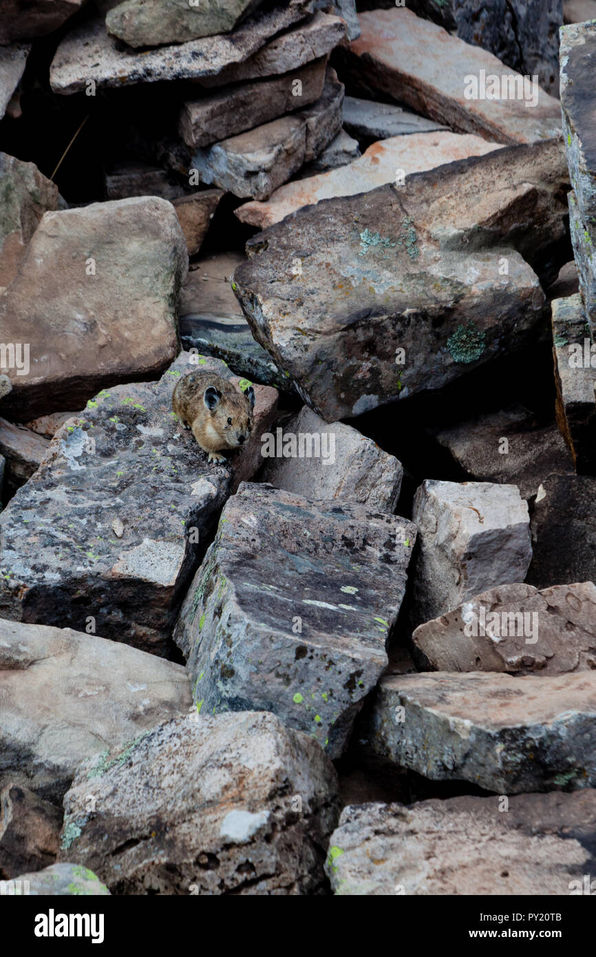 American pika rocky mountains colorado hi-res stock photography and ...