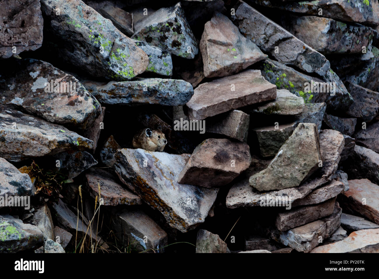 American pika rocky mountains colorado hi-res stock photography and ...