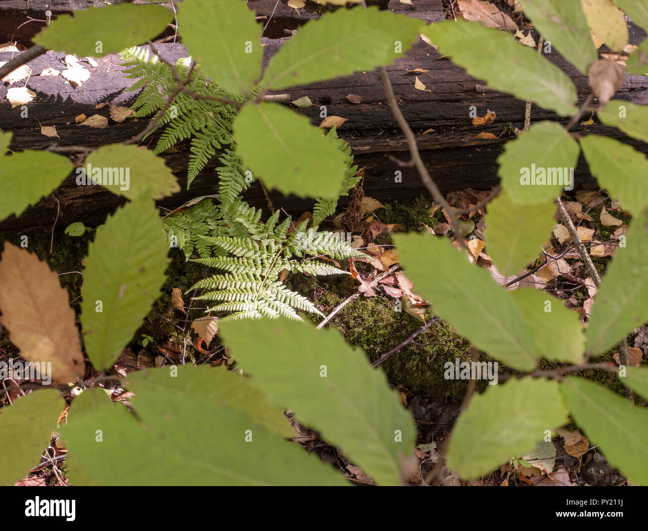 Autumn woodland floor, Beacon Wood Country Park, England, United ...