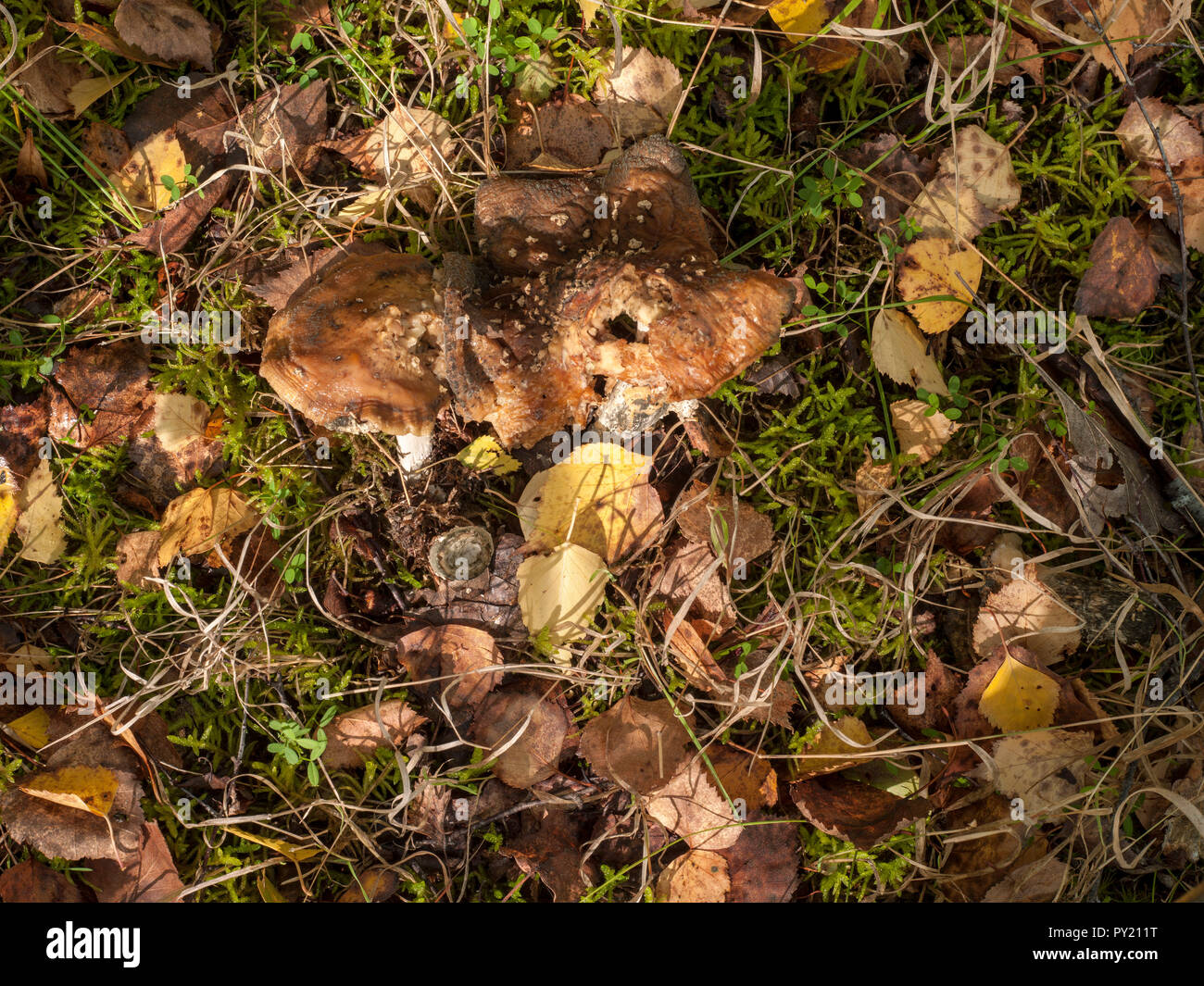 Autumn woodland floor with fungi, Bean Country park, Kent, England ...