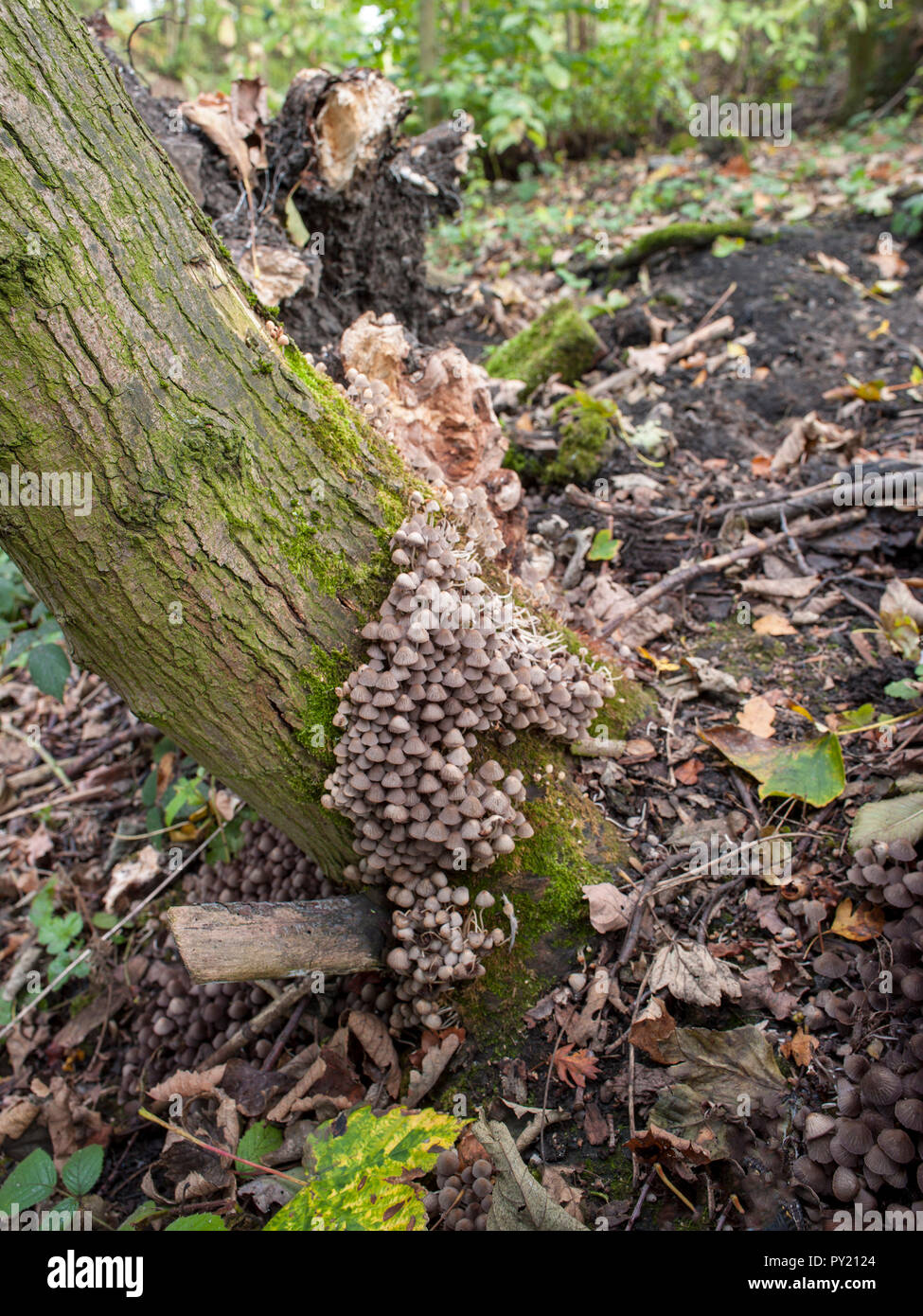 Trooping crumble-cap fungi and tree stump in autumn woodland, South ...