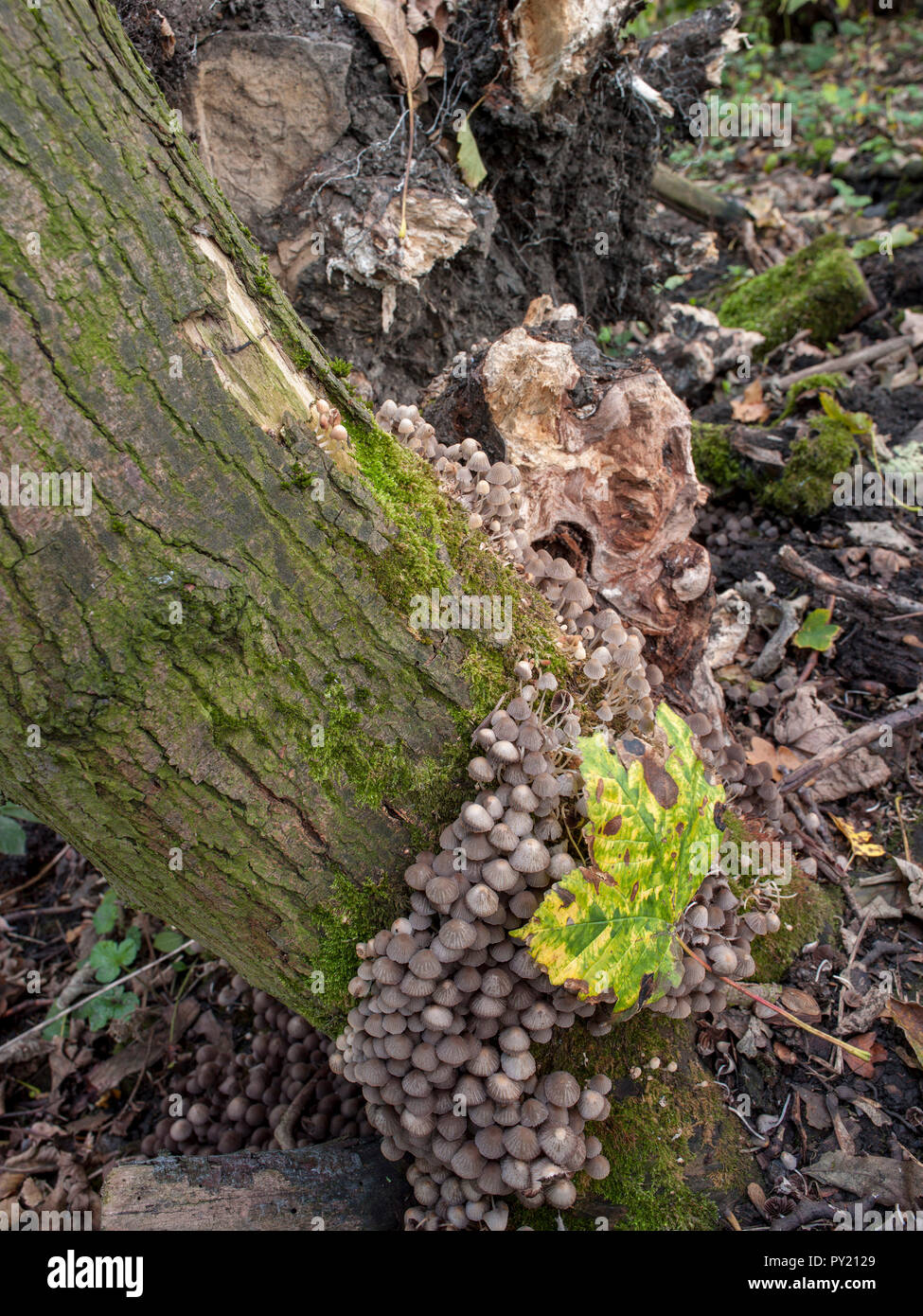 Trooping crumble-cap fungi and tree stump in autumn woodland, South ...