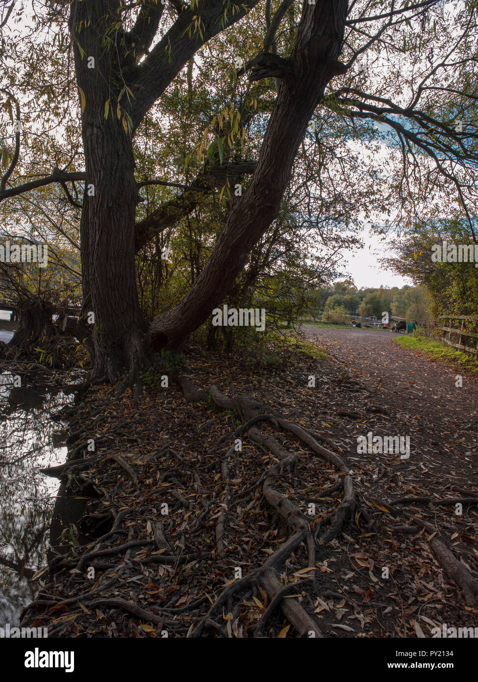 Tree and roots next to path in autumn, south yorkshire, England, United ...