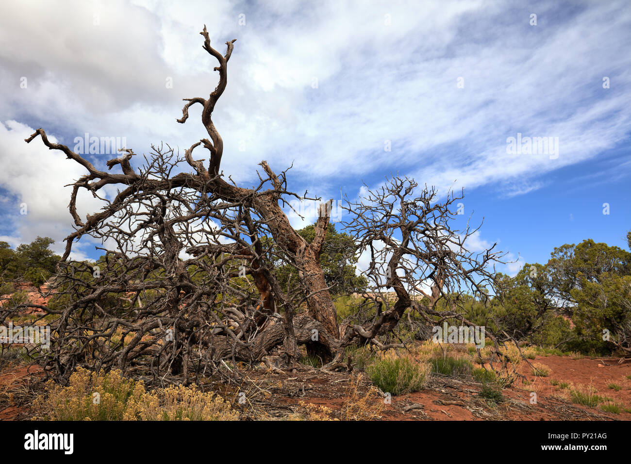 Trees and branches in the Grand Monument National Park, Colorado Stock ...