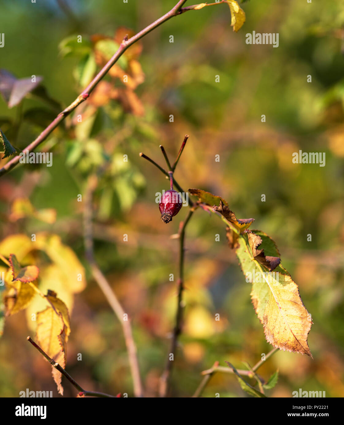 rose hip shrub with autumn afternoon, close up Stock Photo - Alamy