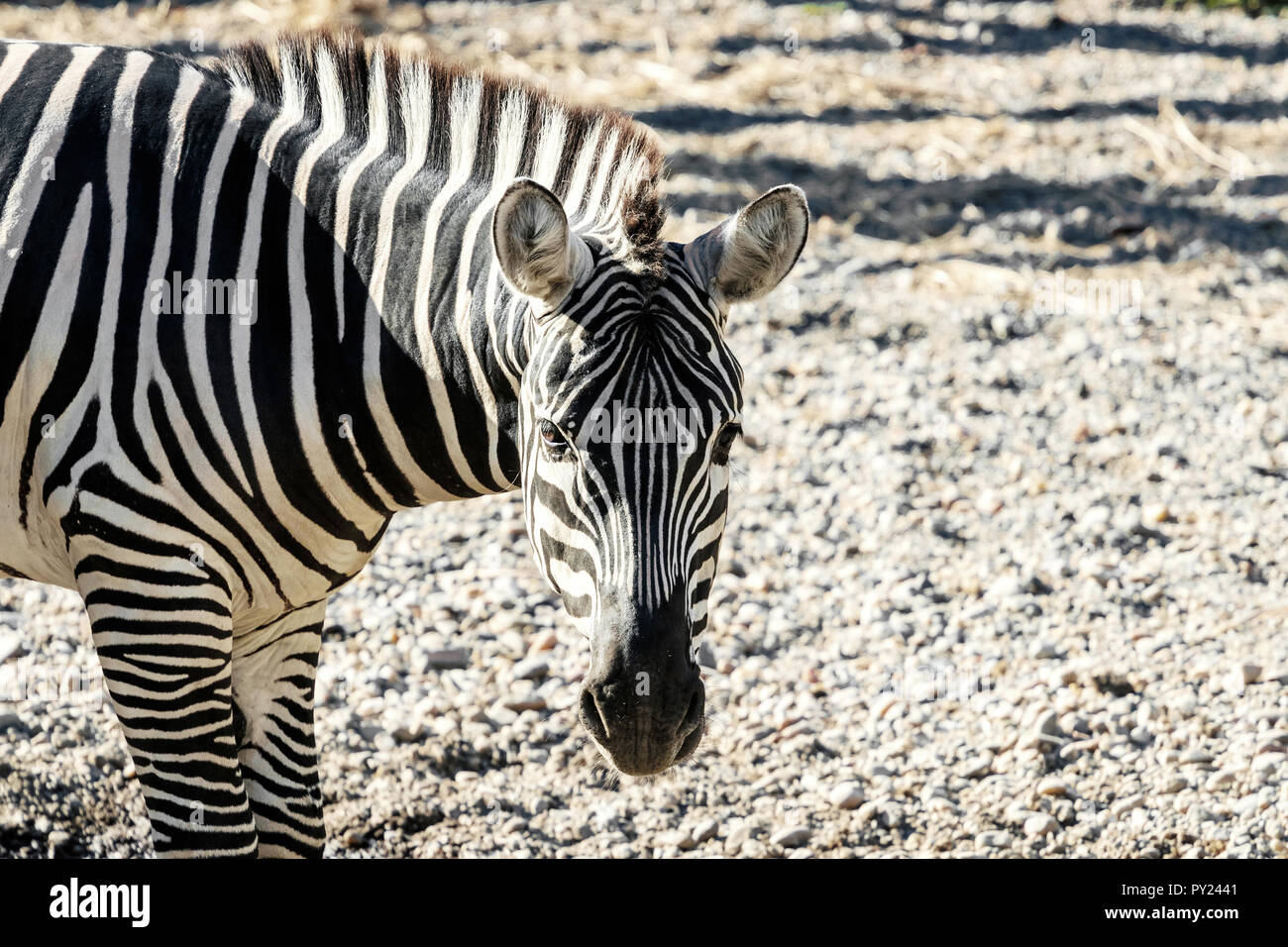 The plains Zebra Equus Burchelli common zebra Stock Photo - Alamy