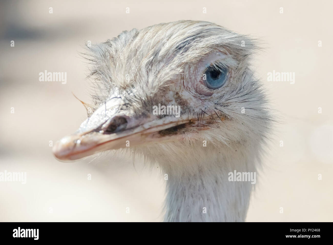 White greater rhea hi-res stock photography and images - Alamy