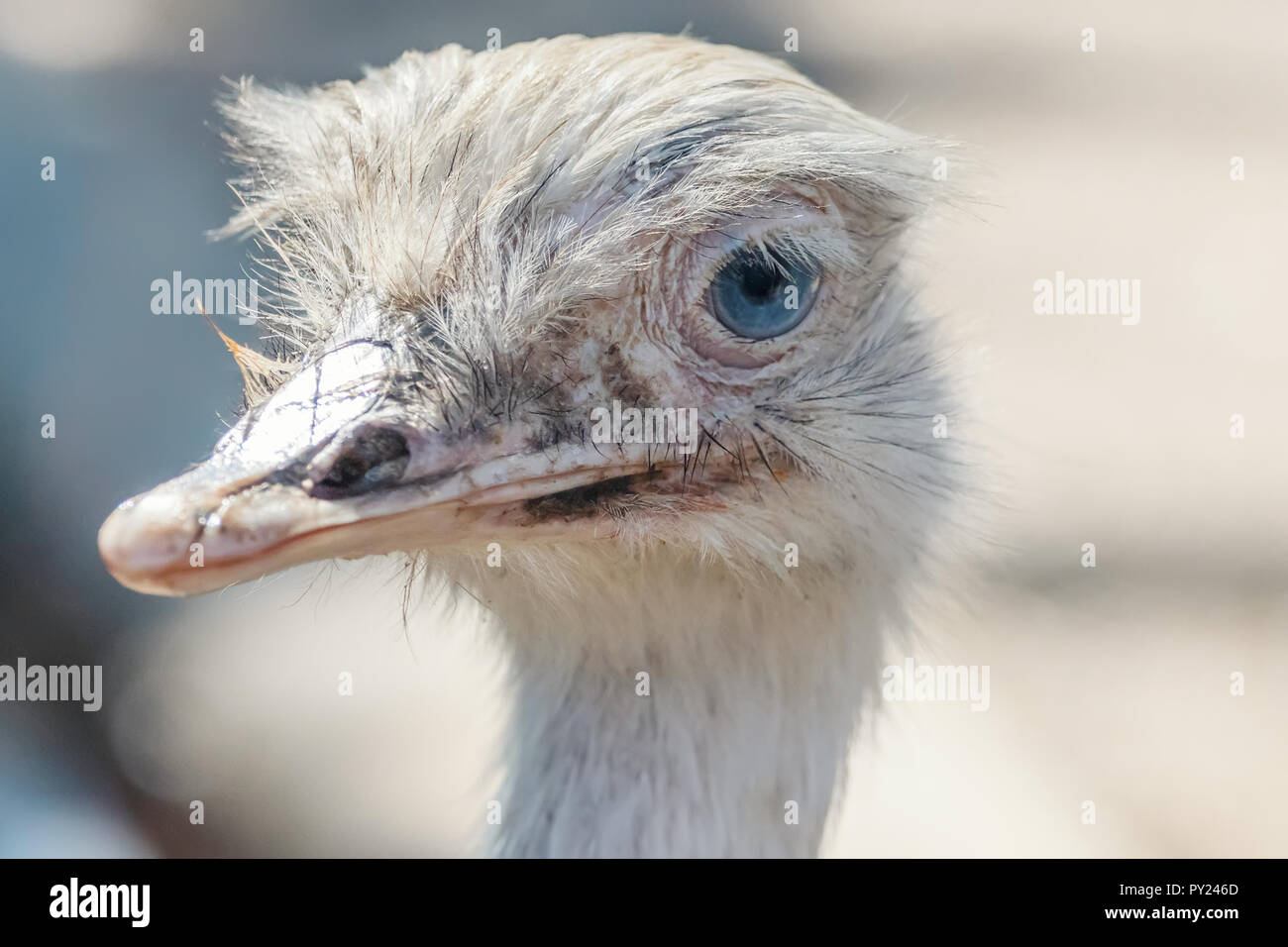 Close up Portrait of Nandu (greater rhea Stock Photo - Alamy