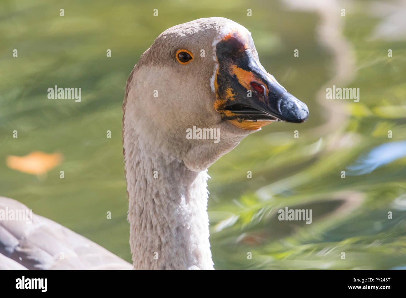 Chinese geese close up hi-res stock photography and images - Alamy