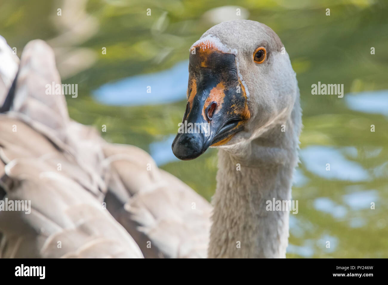 Chinese geese closeup hi-res stock photography and images - Alamy