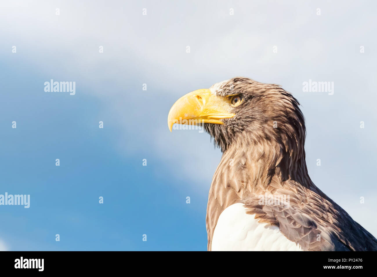 Stellar sea eagle hi-res stock photography and images - Alamy