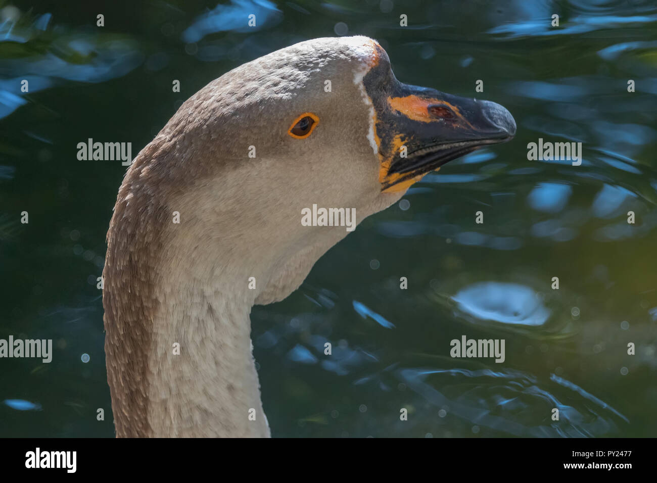 Chinese geese close up hi-res stock photography and images - Alamy