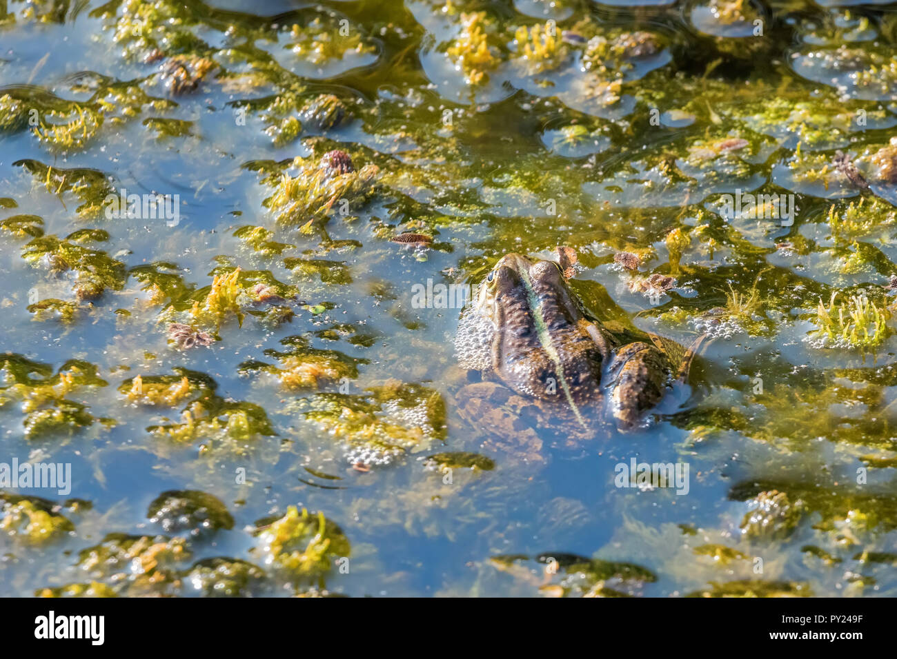 American bullfrog underwater hi-res stock photography and images - Alamy