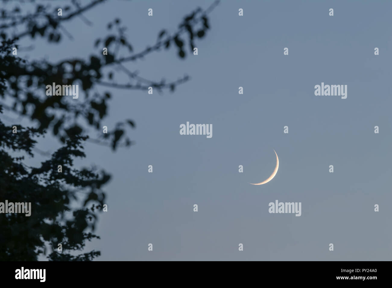Crescent moon on the night sky. Crescent moon tree leaves Stock Photo ...