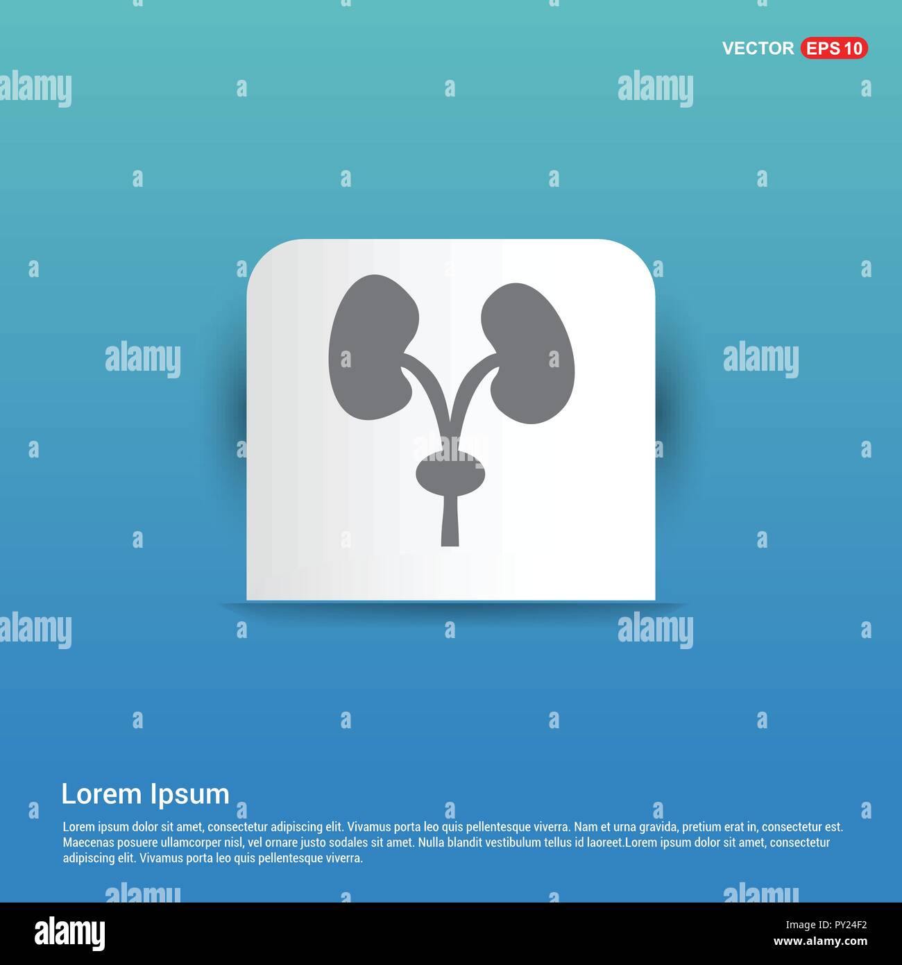 Two kidneys icon vector vectors hi-res stock photography and images - Alamy