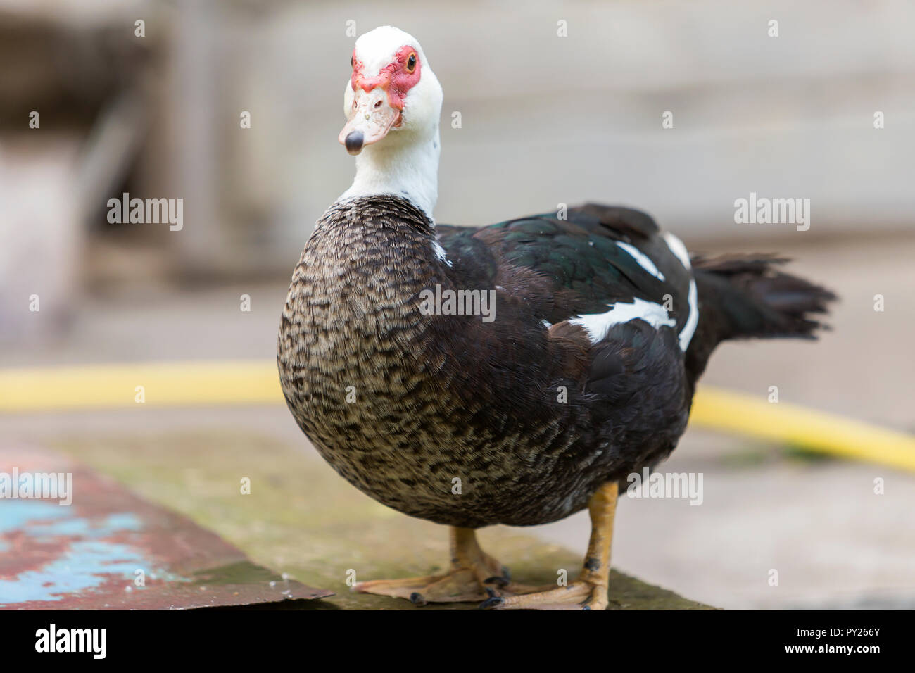 Gray muscovy duck hi-res stock photography and images - Alamy