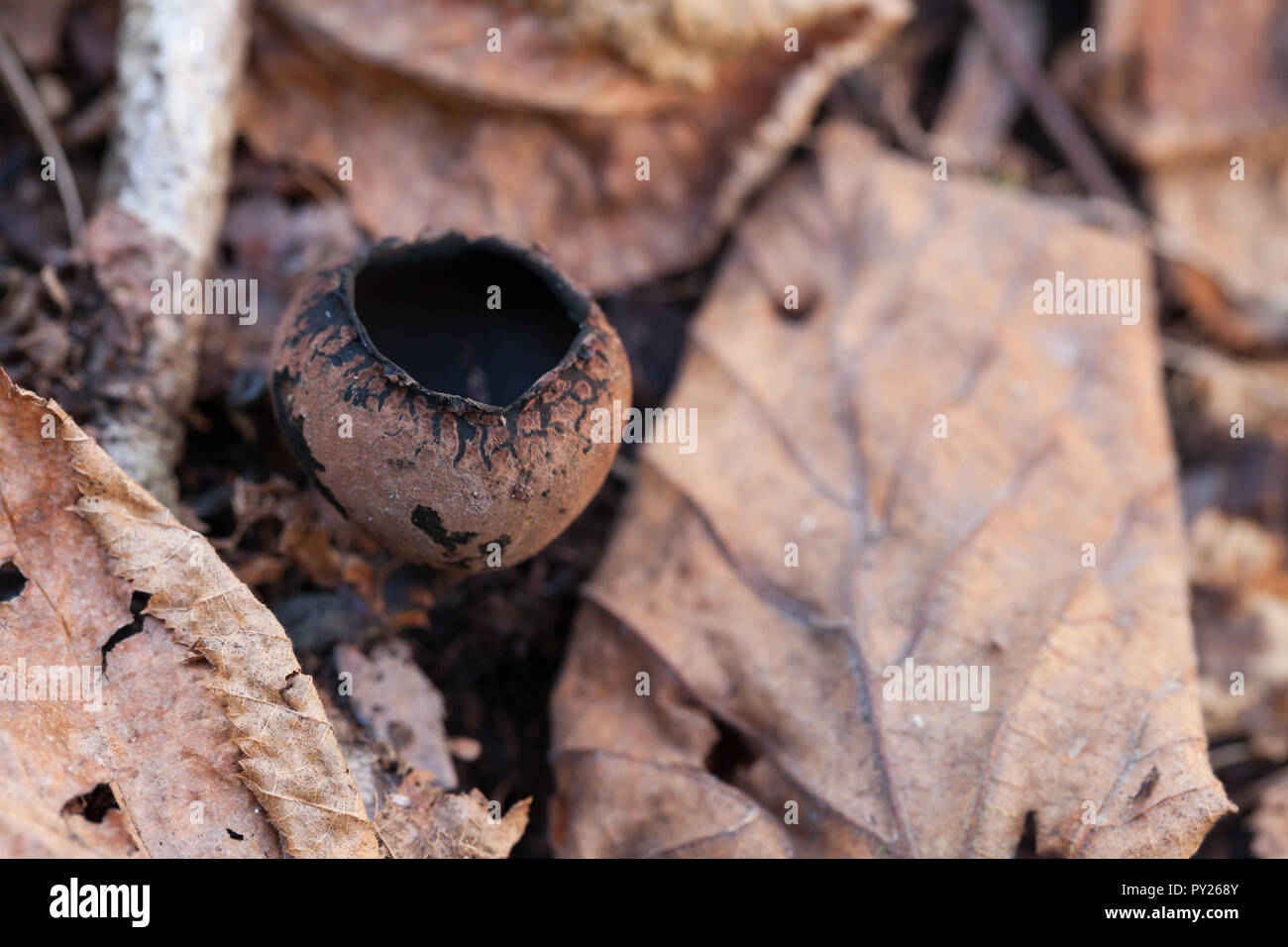 Devil's urn fungus Stock Photo - Alamy