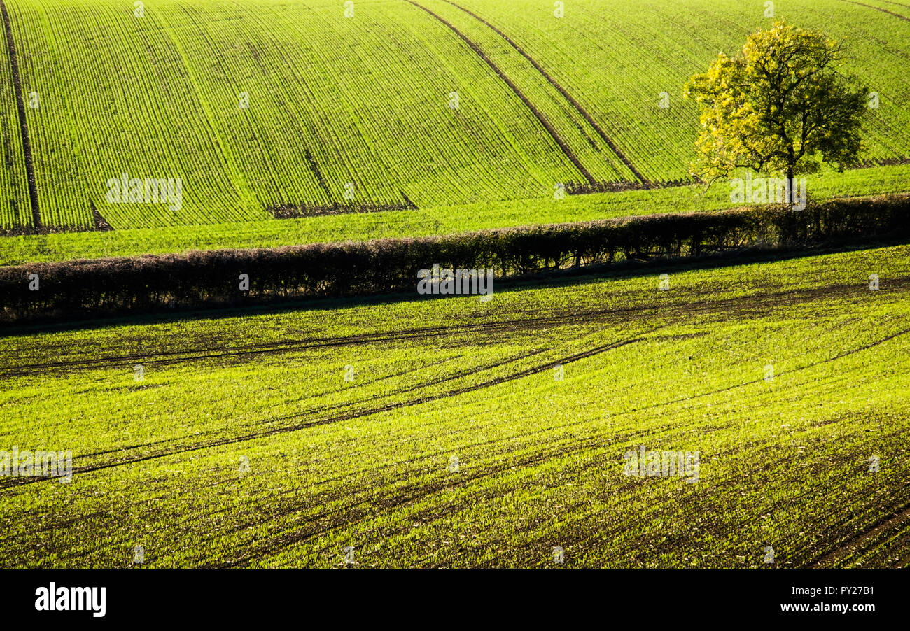 Autumn seed begins to grow in Leicestershire farmland Stock Photo - Alamy