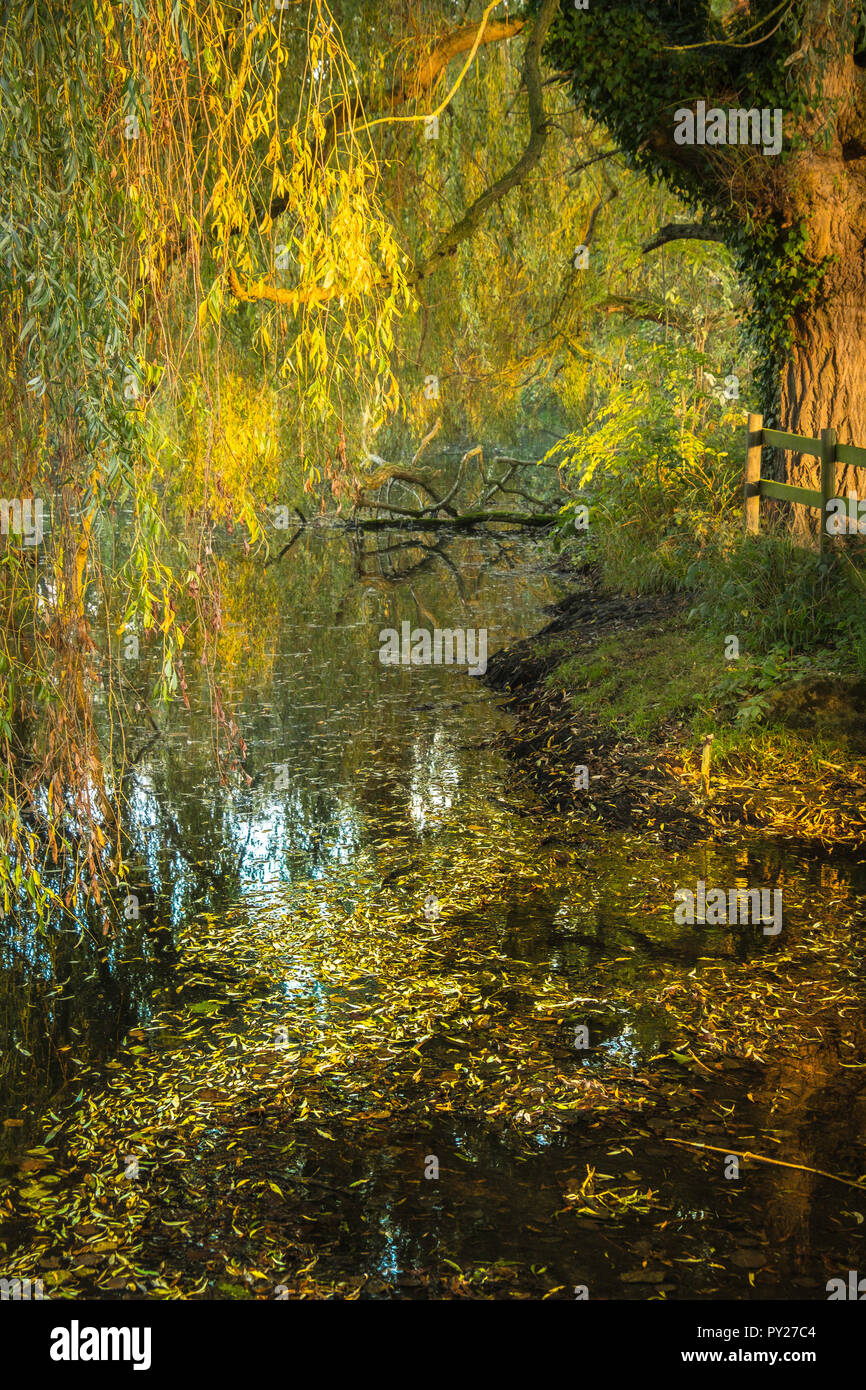Weeping willow pond hi-res stock photography and images - Alamy
