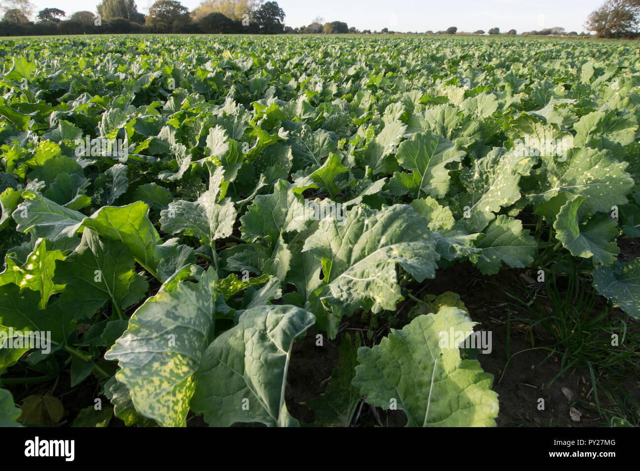 Winter oilseed rape field Stock Photo - Alamy