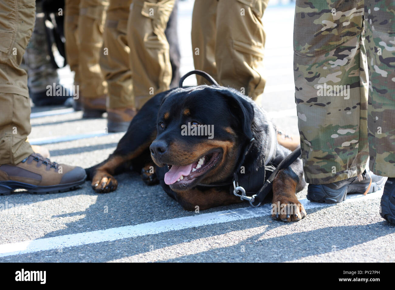 Police dog standing near soldiers of KORD (police strike force, SWAT ...