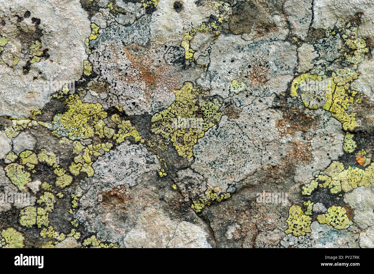 Seamless texture gray granite rock with lichen hi-res stock photography ...