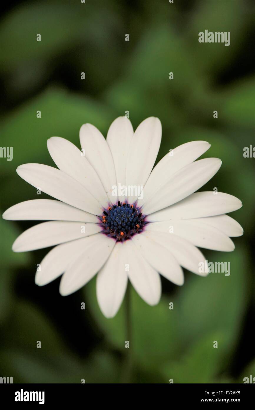 Singular Daisy High Resolution Stock Photography and Images - Alamy