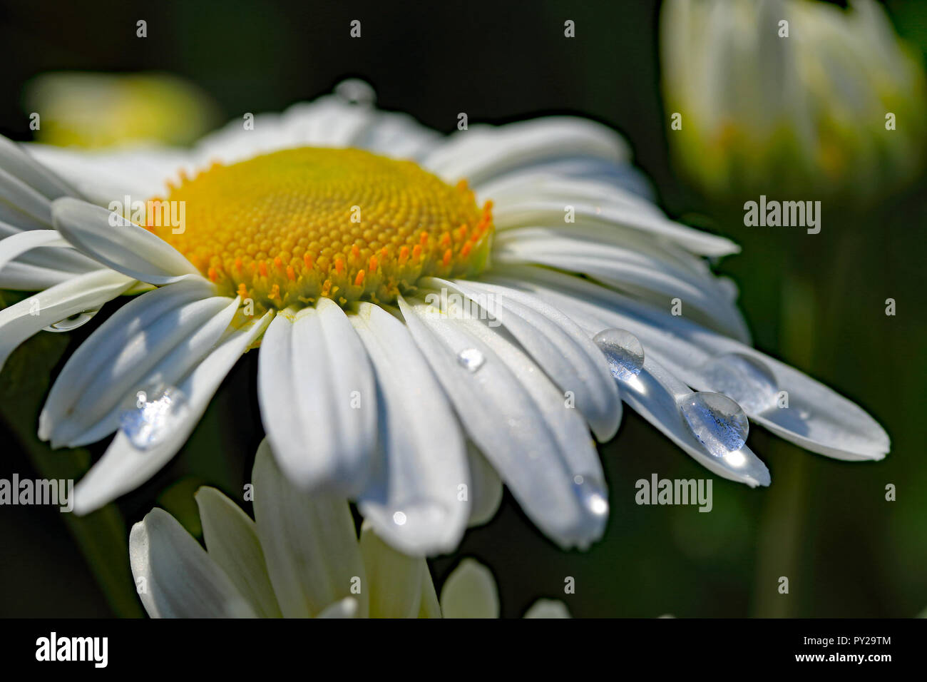 Singular daisy hi-res stock photography and images - Alamy