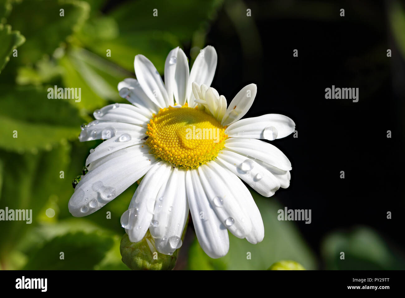 Daisy petals hi-res stock photography and images - Alamy