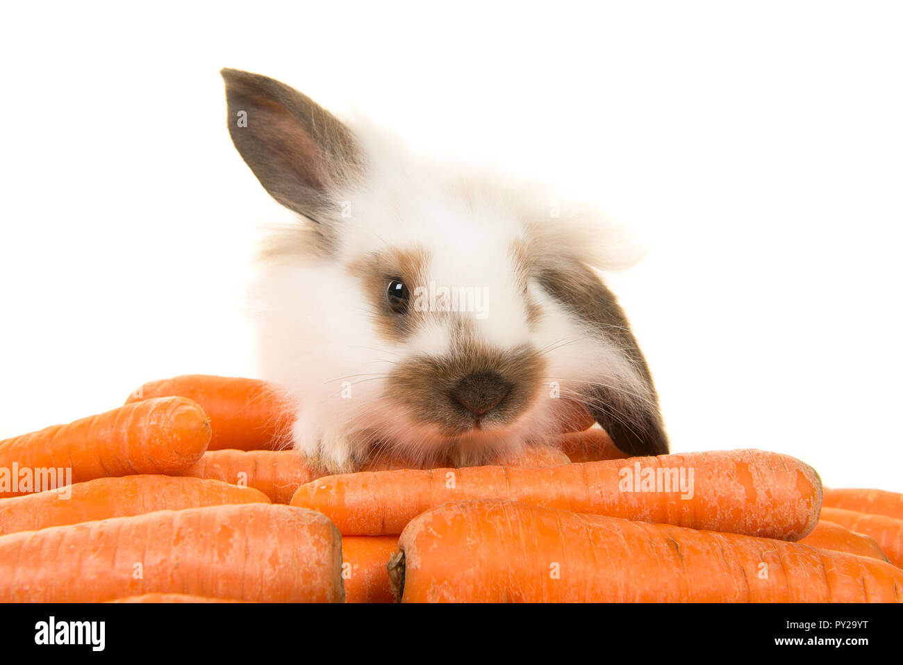Cute young rabbit on a pile of carrots on a white background Stock ...