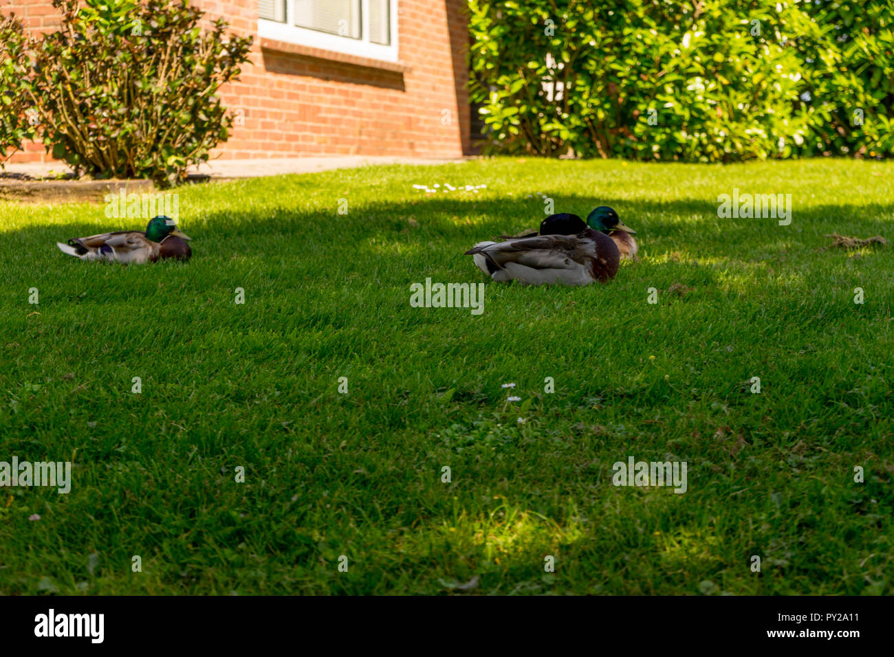 Netherlands, Giethoorn, ducks lying on green grass Stock Photo - Alamy
