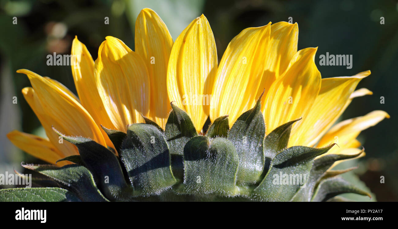 Sunlit Sunflower High Resolution Stock Photography and Images - Alamy