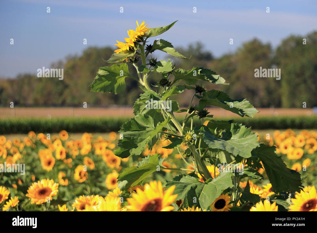 A Giant Among Many Stock Photo - Alamy