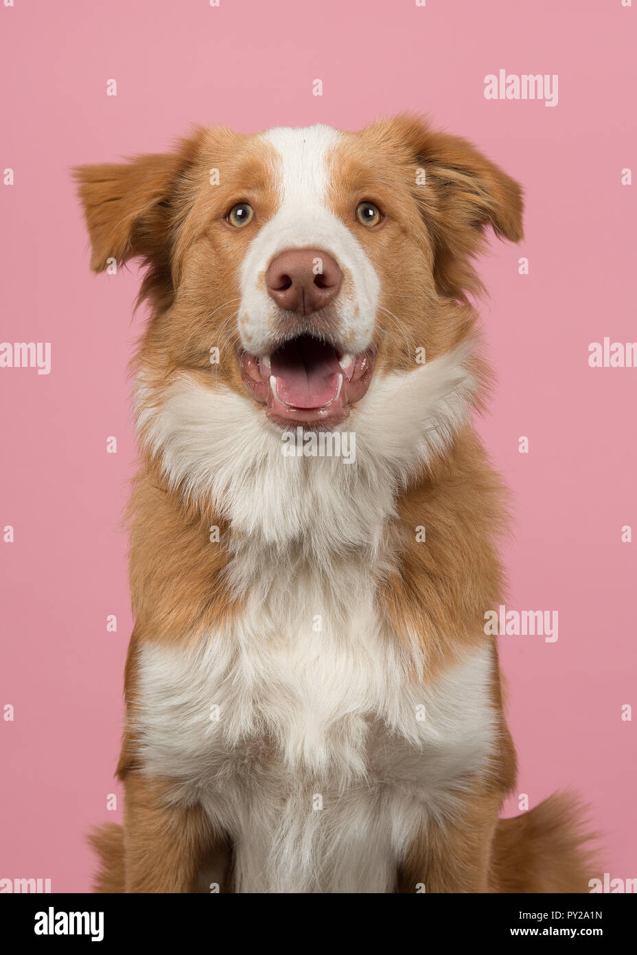 Red border collie hi-res stock photography and images - Alamy