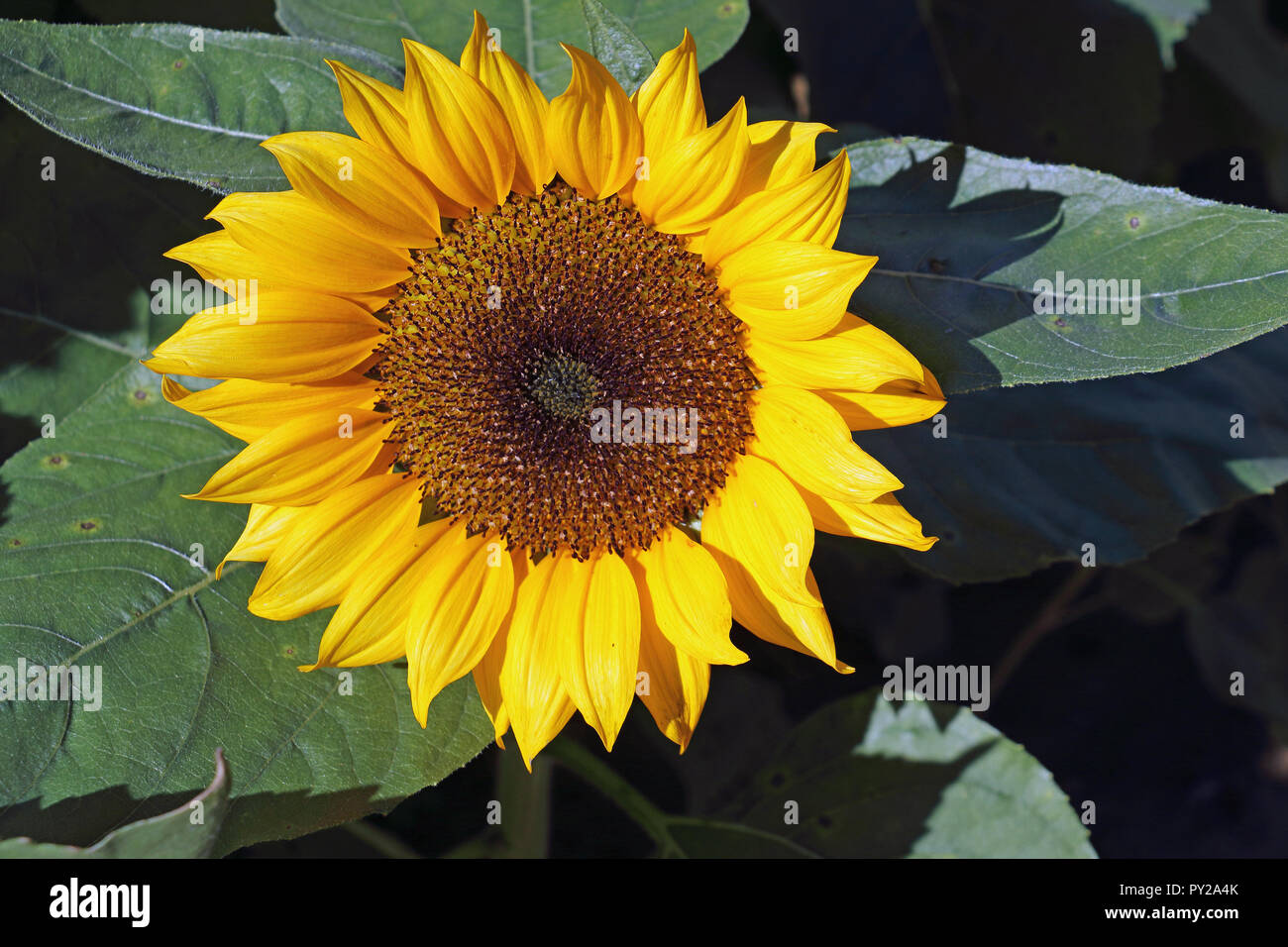 Sunshine on Sunny Flower Stock Photo - Alamy