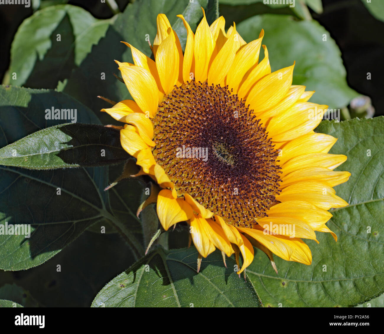 Sunflowers facing sun hi-res stock photography and images - Alamy