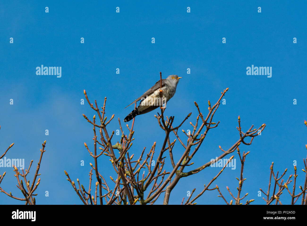 European Cuckoo in spring, Orkney Isles Stock Photo - Alamy