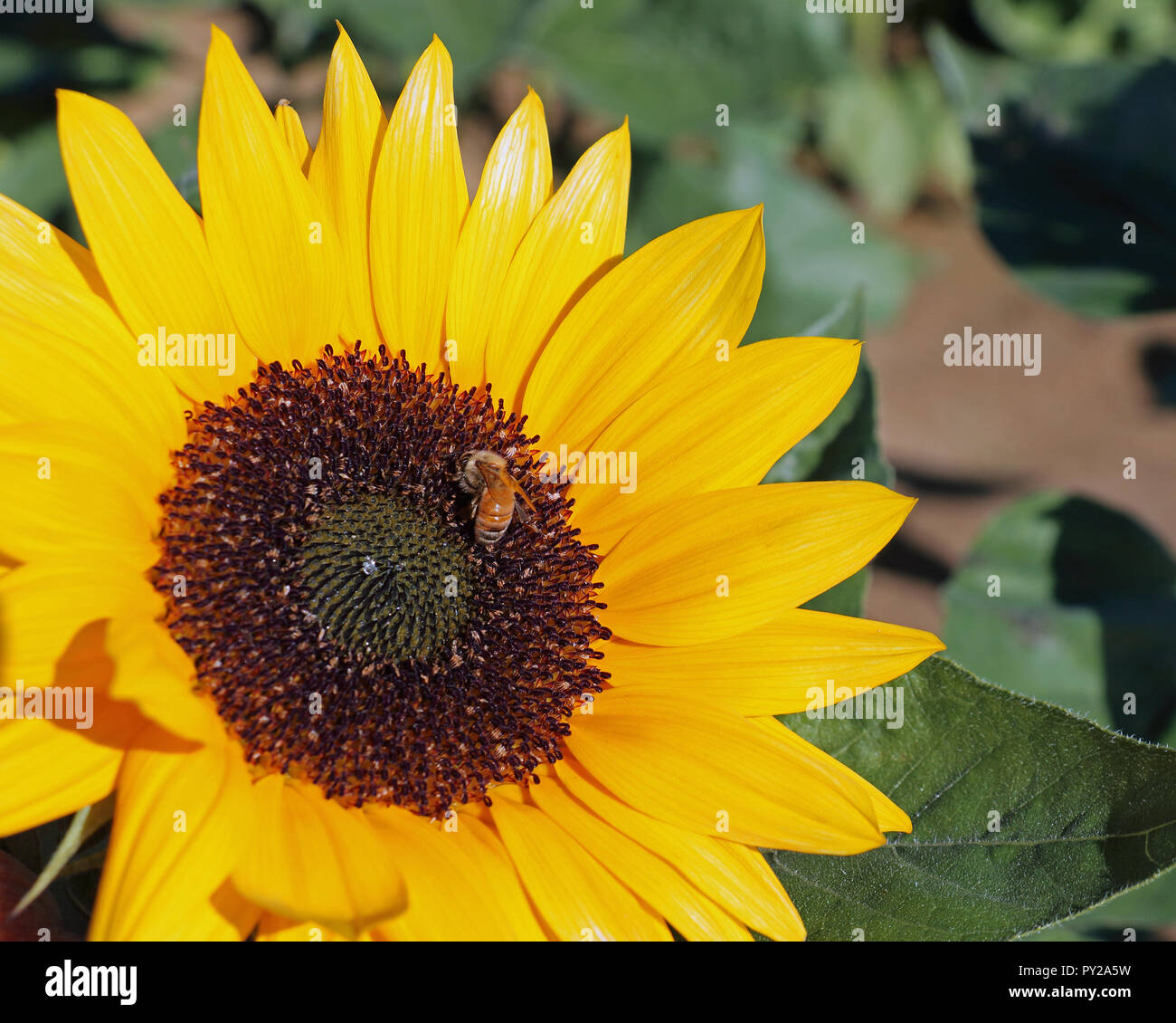 Sunlit flower hi-res stock photography and images - Alamy