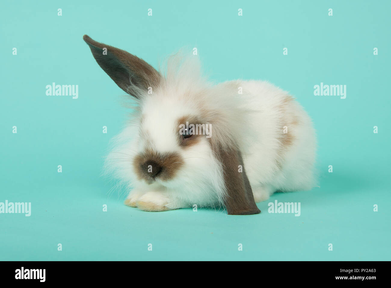 Cute young rabbit lying down on a blue background seen from the front ...