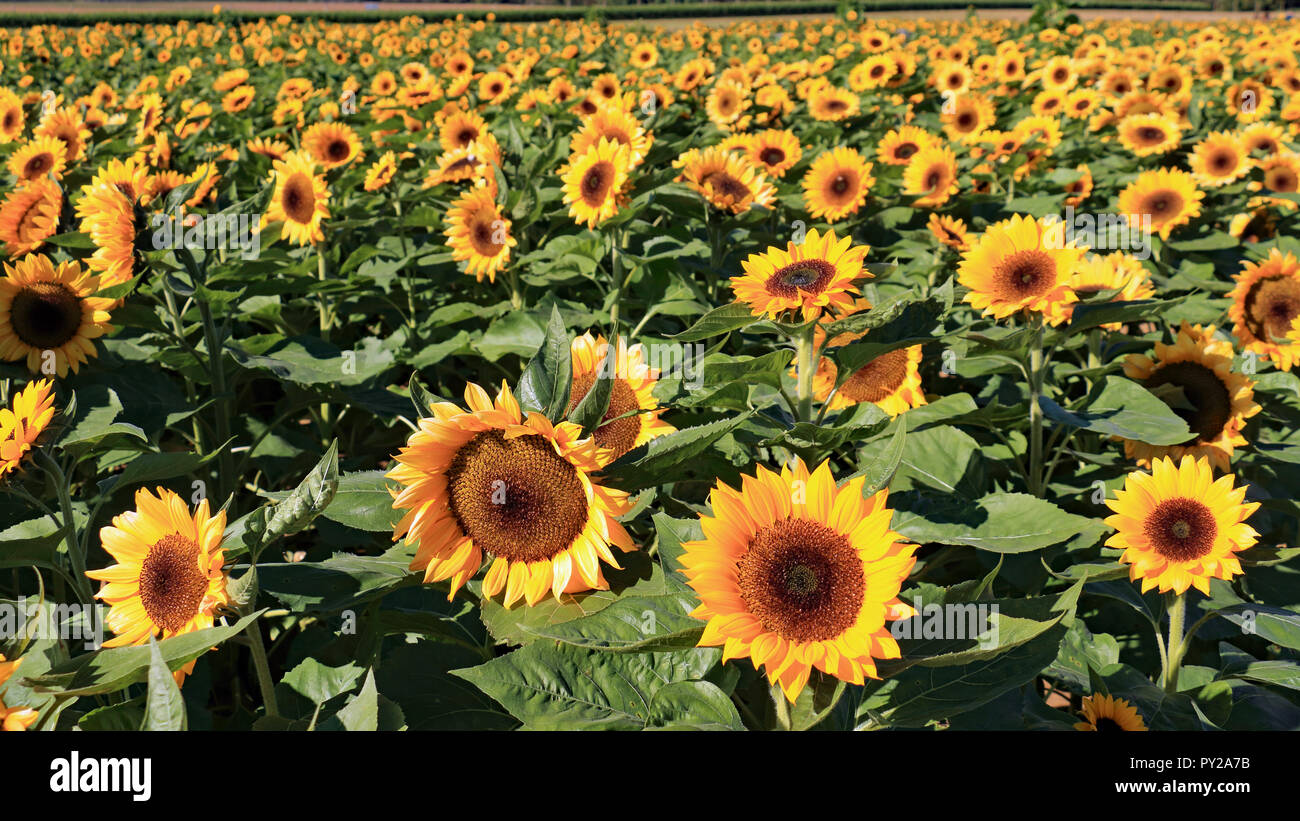 Unending Sunflower Field Stock Photo - Alamy
